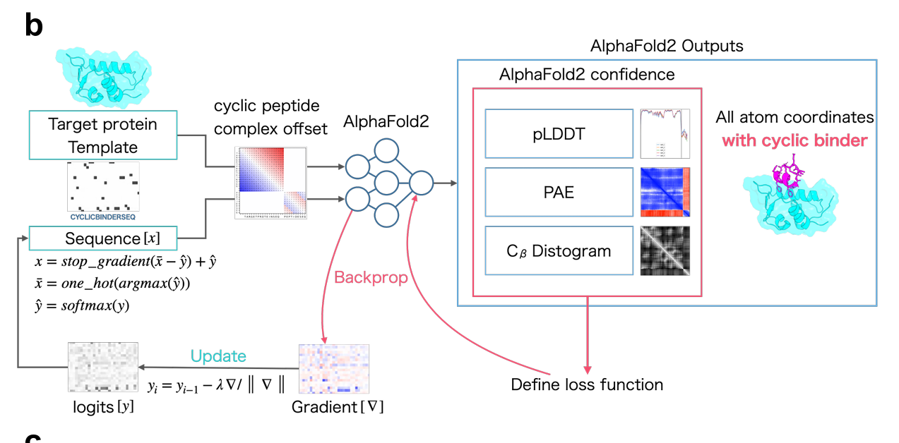 AlphaFold2 for Cyclic Peptide Design - A Deep-dive into Generative Drug ...
